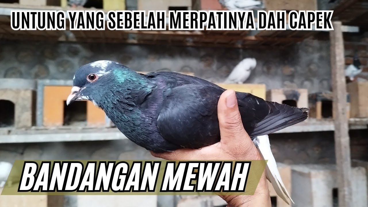 BANDANGAN SUPER LANDING DENGAN SEMPURNA DIMARKAS GENG KAPAK - YouTube