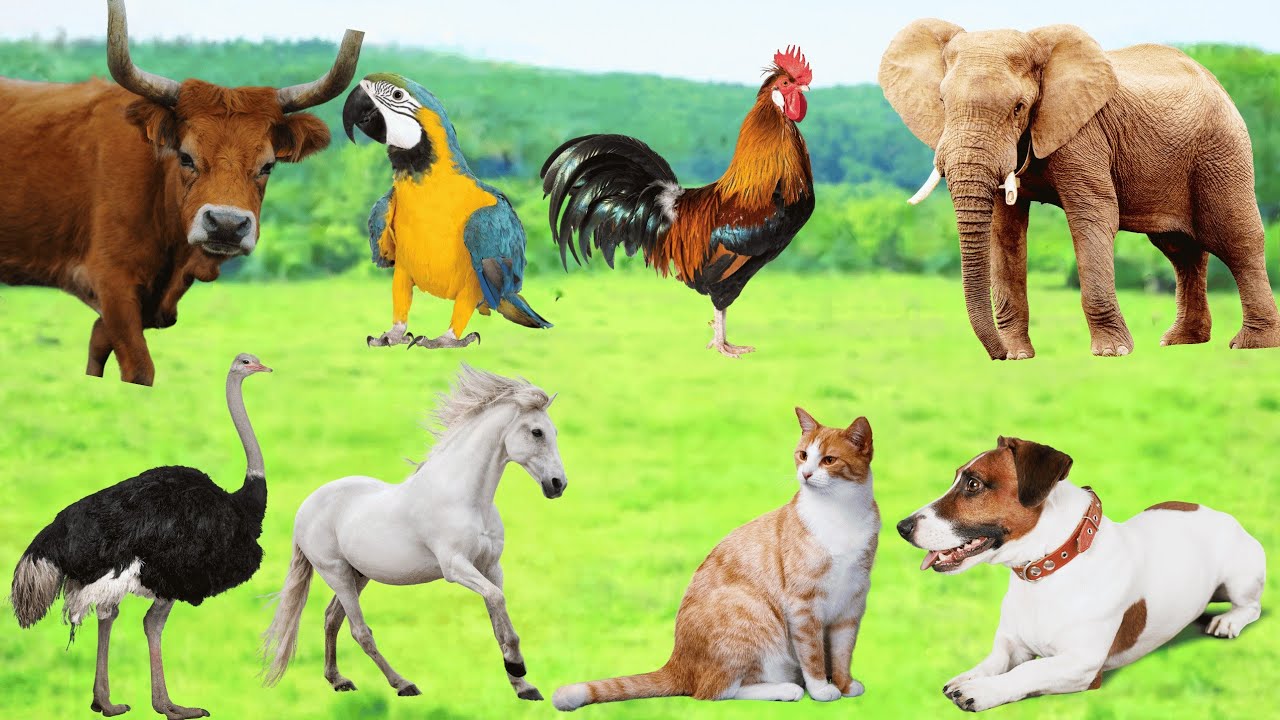 The sounds of farm animals: goat, cat, dog, chicken, birds, and ...