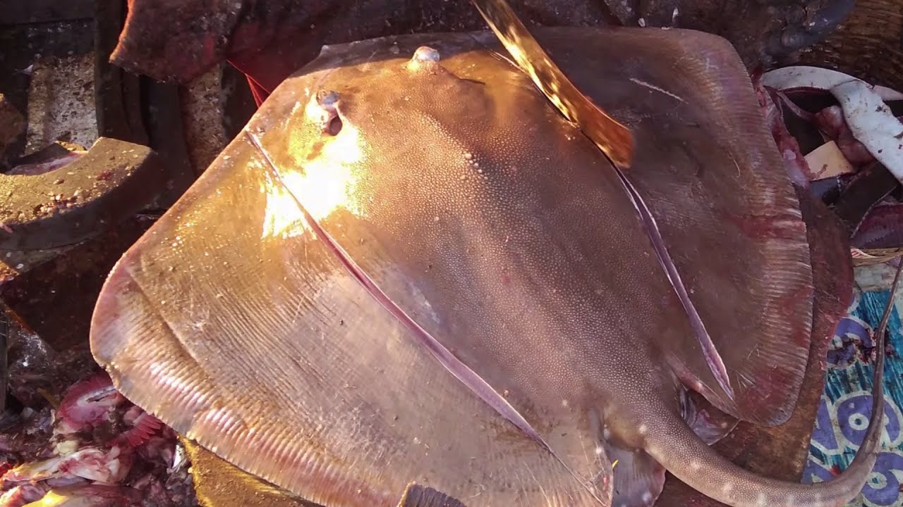 Amazing Sting Ray Fish Cutting & Chopping - YouTube