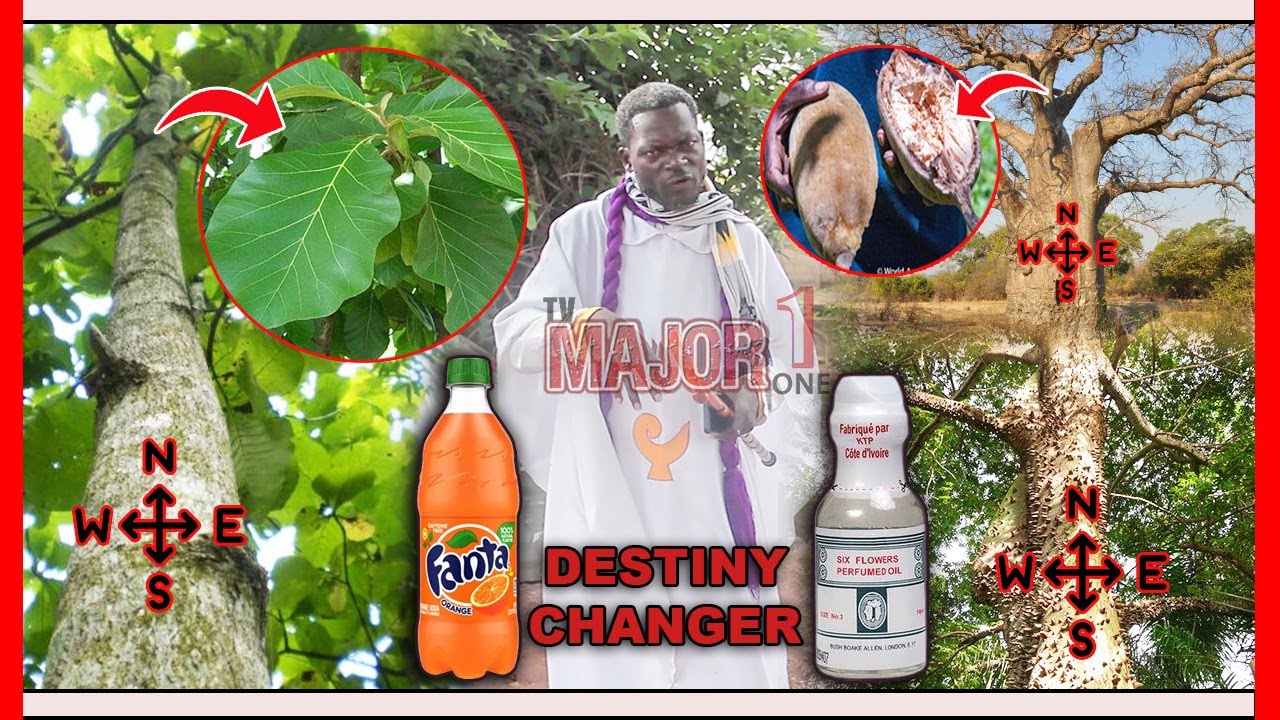 Powerful Direction To Change Destiny.. Use Onyina Tree, Teak Tree ...