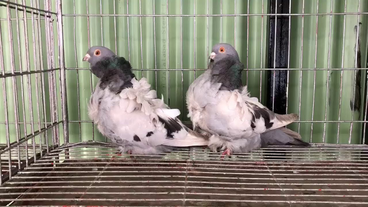 Spanish Chorrera Pigeon | Exotic Pigeon Breed | Fancy Pet - YouTube