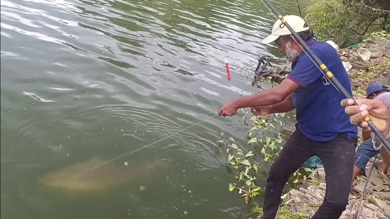 Beautiful river scape |catching big rohu fishes with single hook ...