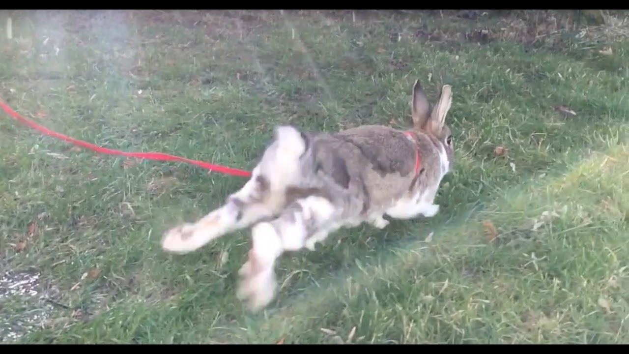 Awesome slow motion of a bunny rabbit running through a puddle - YouTube