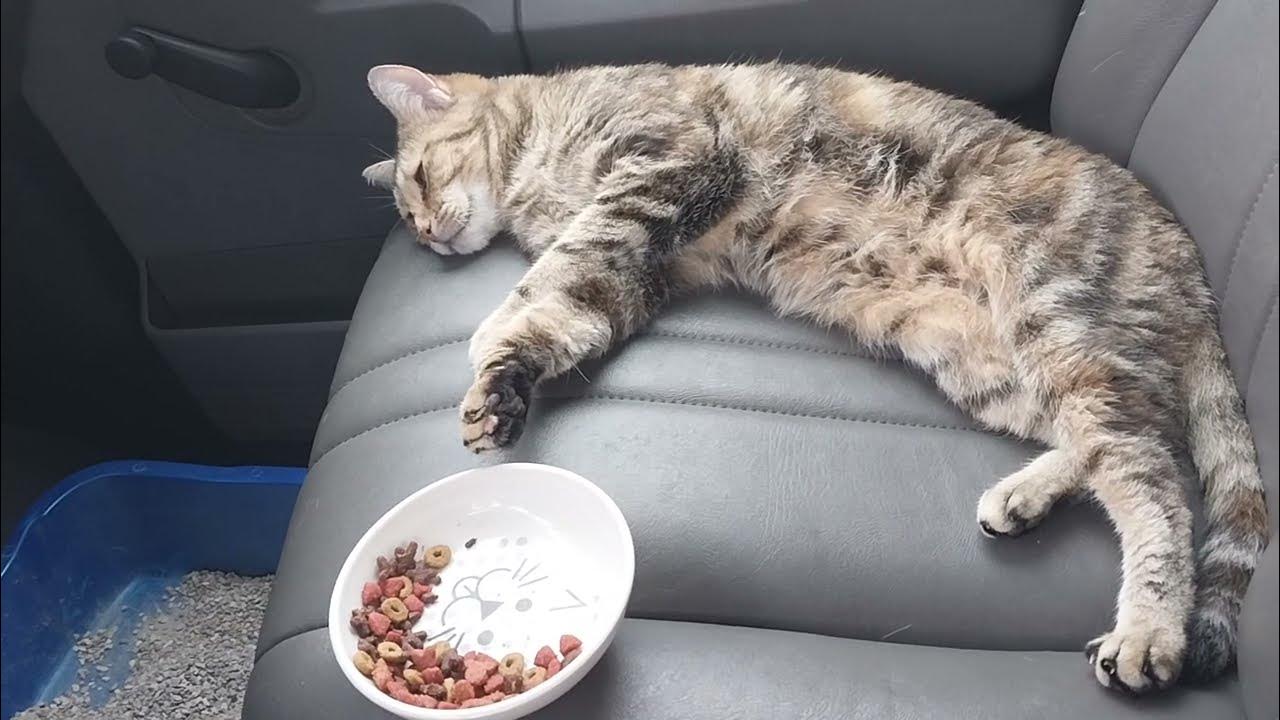 Precious Pussycat Show Cat Therapy Cat Catlover Purrfect Youtube