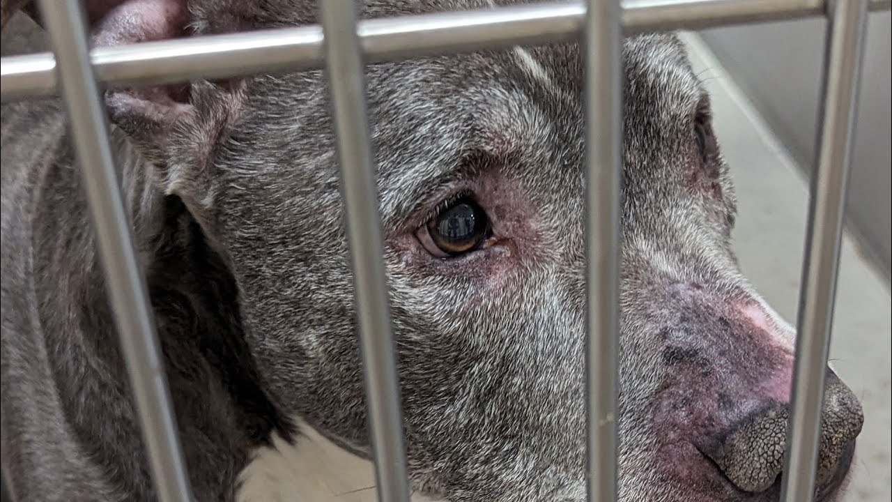 LOST & STRAY DOGS PICKED UP IN SPOKANE WA. VIDEO AS OF 3/16/24 .SCRAPS ...