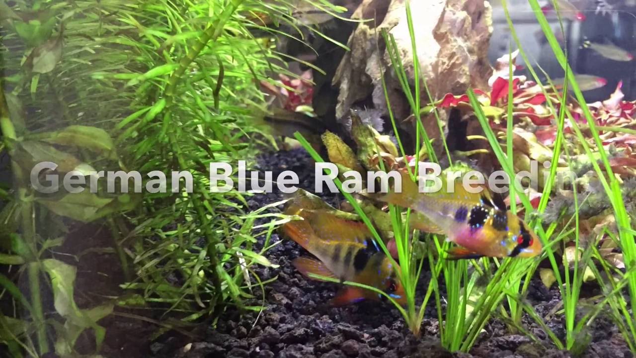 German Blue Ram Breeding - YouTube