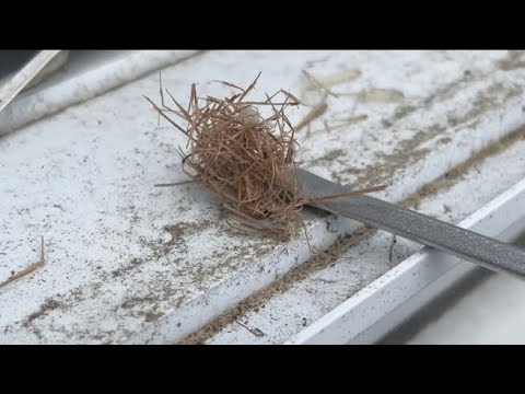 How to remove a Grass Carrying Wasp nest - YouTube