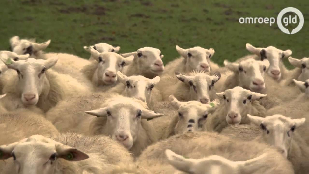 Schapen hoeden kort, uitzending 22 februari 2016 - YouTube