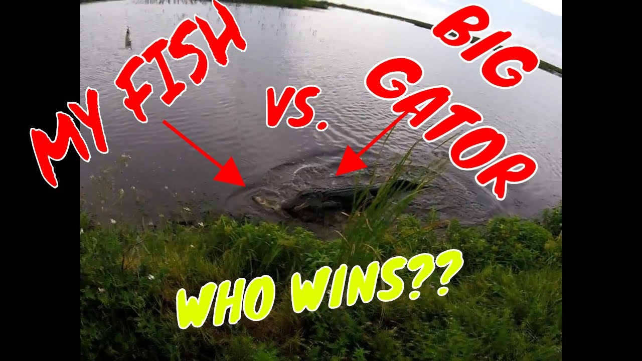 ANGRY GATOR VS MY BASS!! WHO WINS?? - YouTube