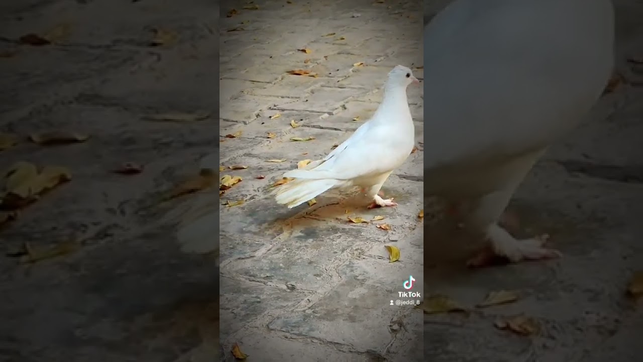 fancy pigeon cutest bird - YouTube