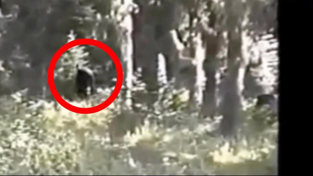 The Freeman Bigfoot Footage - YouTube