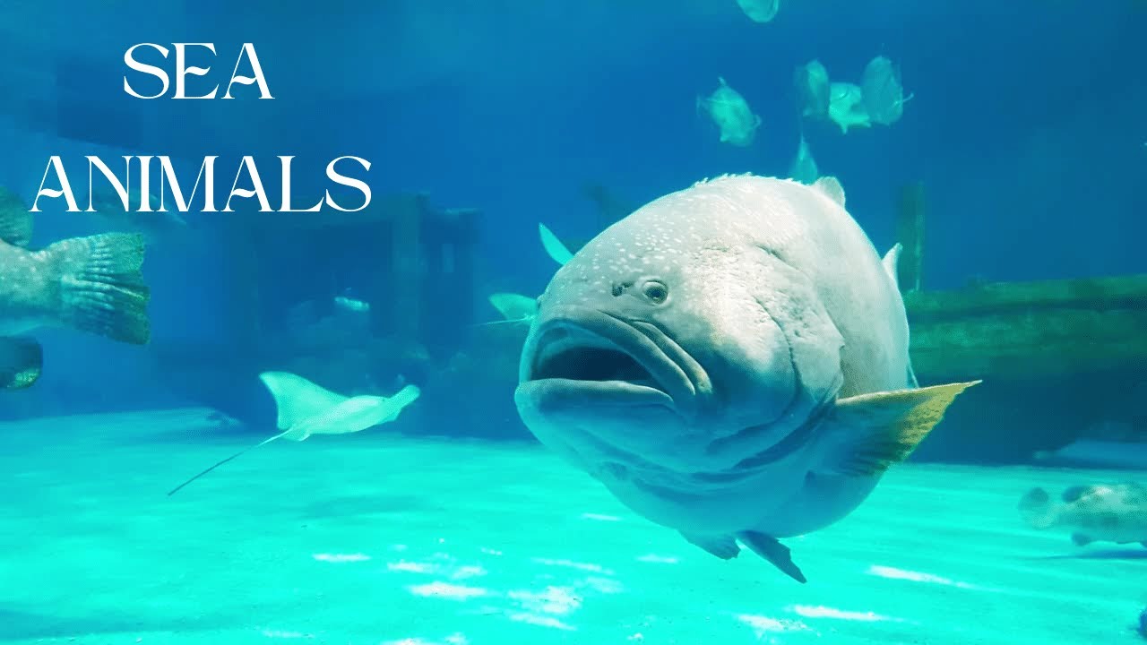 🐠 🐟🎣 The Secret Lives of Sea Animals: 4K Videos #animal, sea animals ...