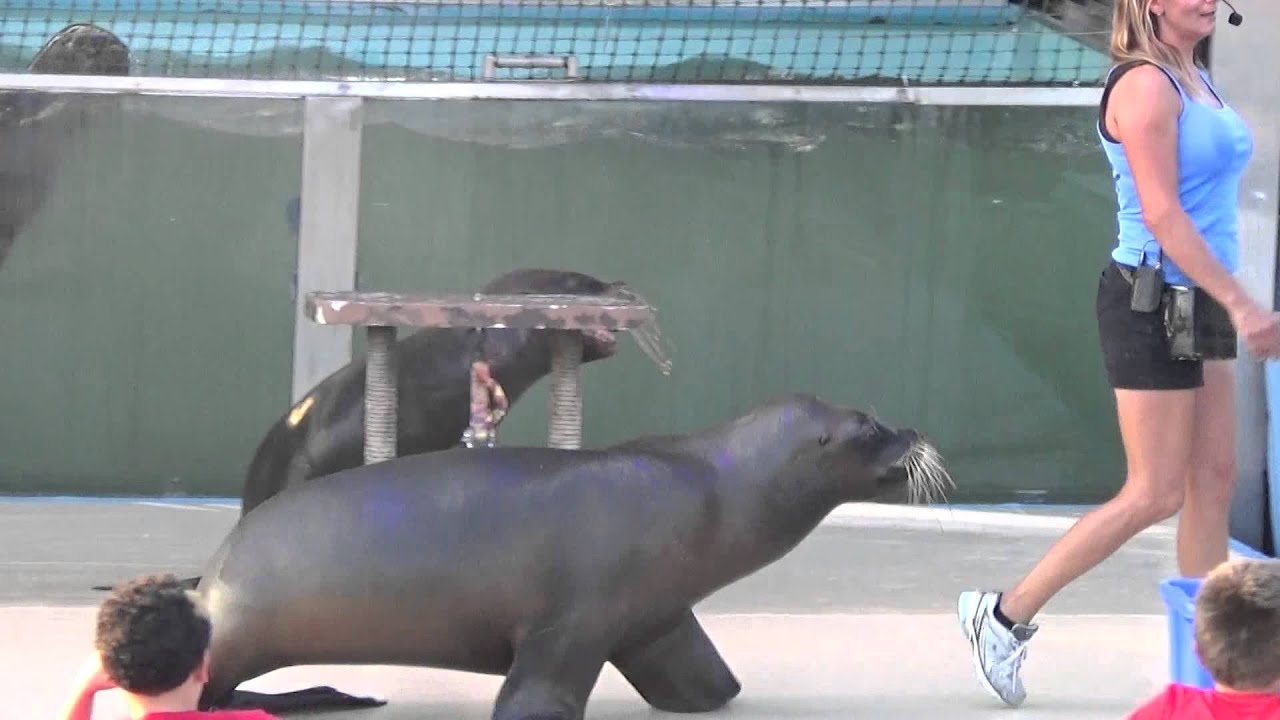 Sea Lions Dancing At New York State Fair - YouTube