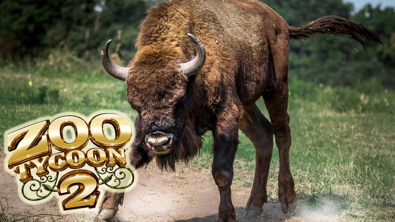 Zoo Tycoon 2: Endangered Species - American Bison Speed Build - YouTube