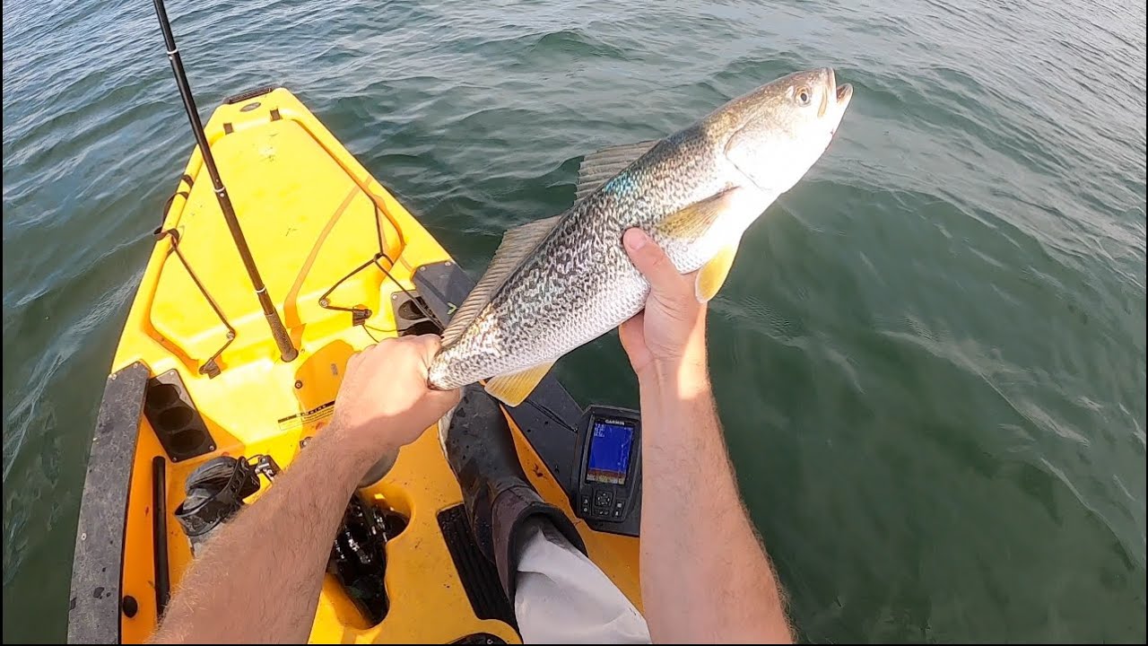 Rare Catch, Rhode Island Weakfish! Hobie Kayak Fishing - YouTube