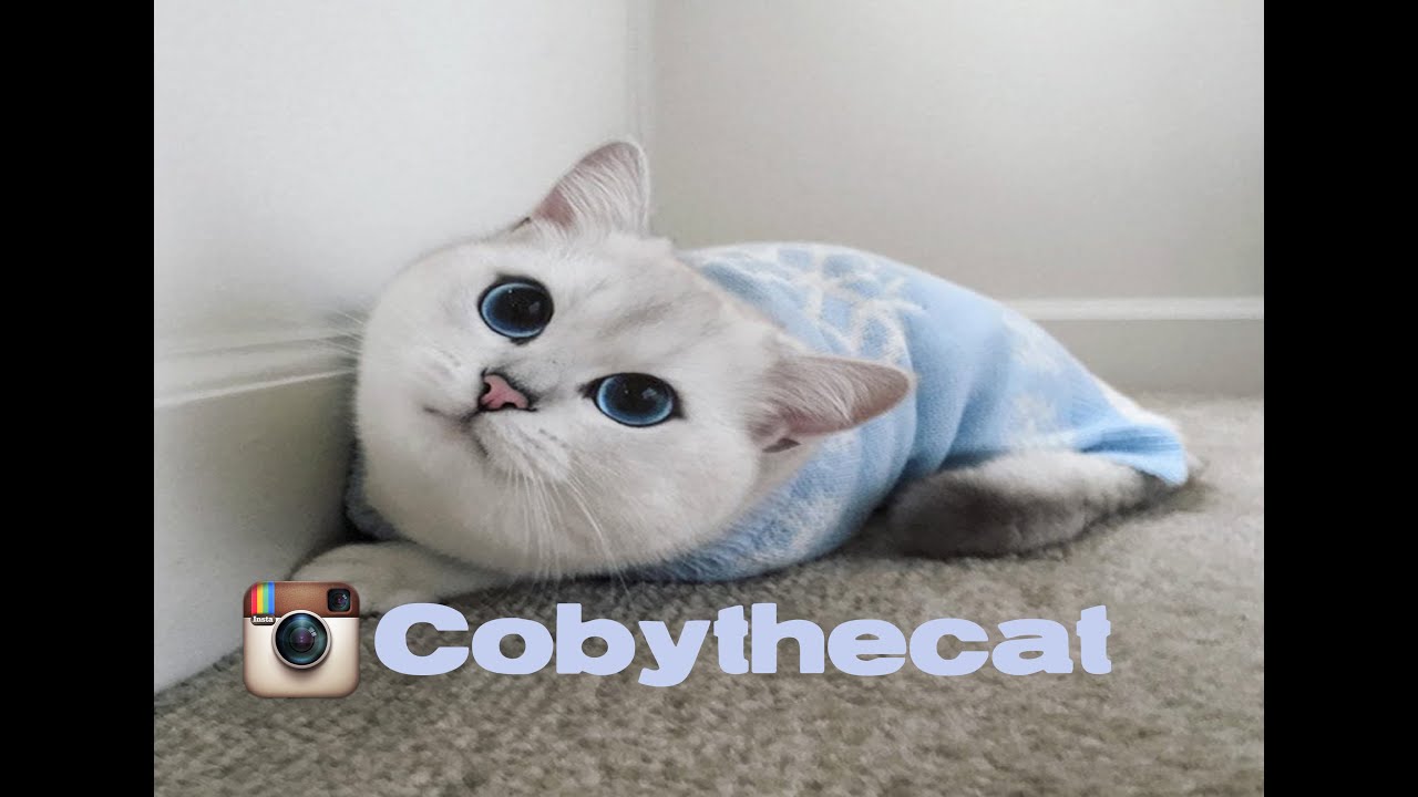 Coby The Cat @cobythecat Beautiful Blue Eyes Cat - YouTube