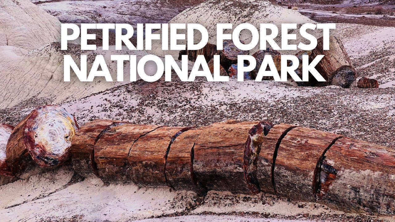 I explore the largest collection of fossilized trees in the world - YouTube