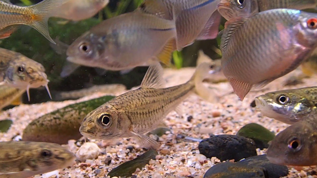 Chinese Native Fish Aquarium - YouTube