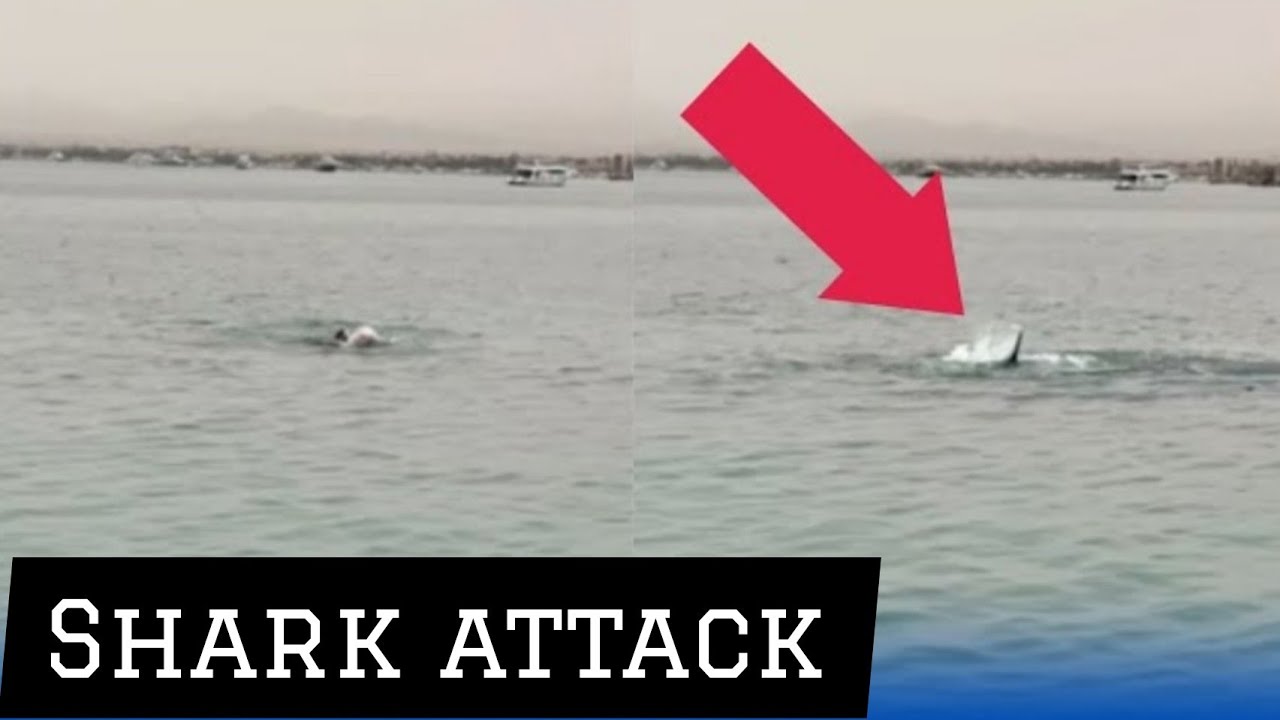 Shark attack: Moment Russian man mauled and killed by shark in Egypt ...