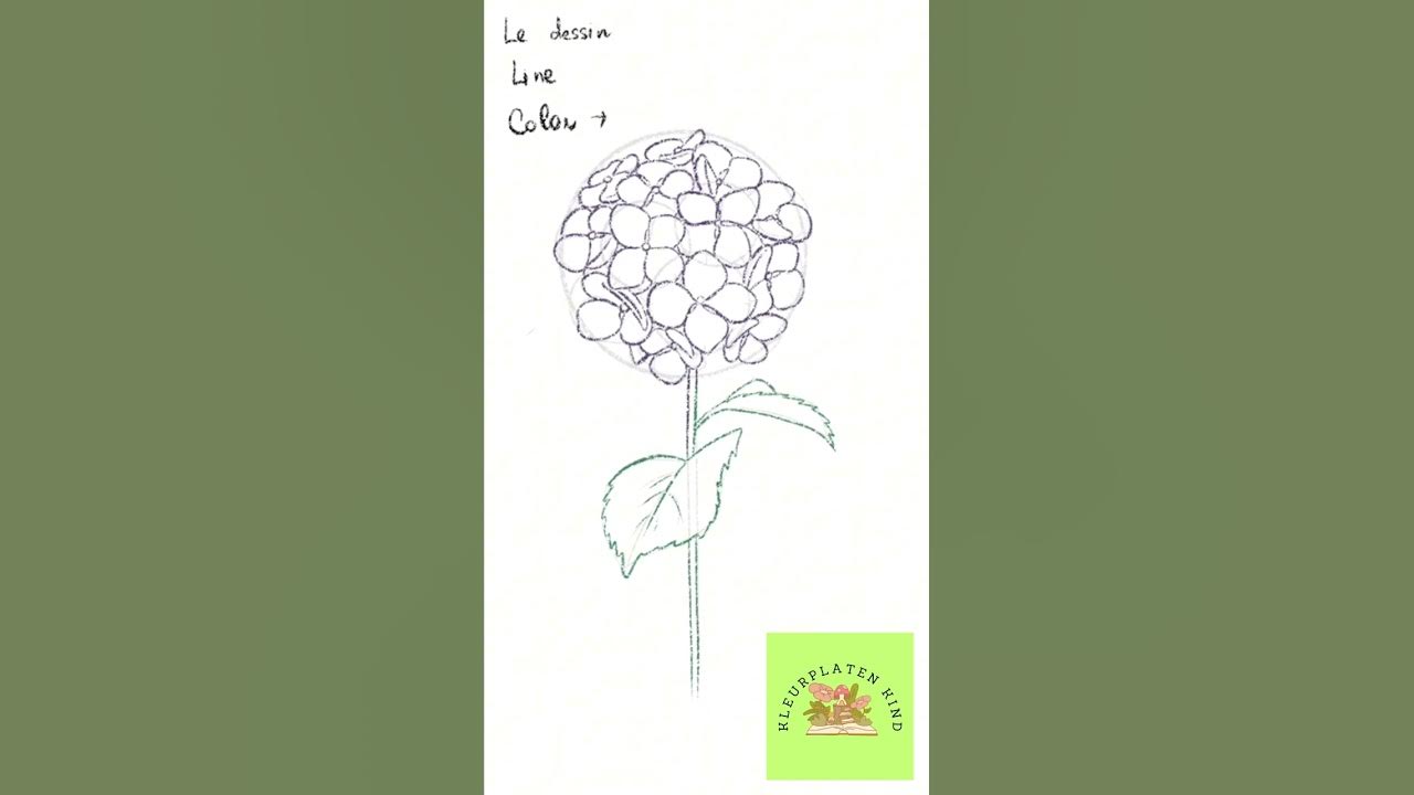 Bloemen | Tekenen voor beginners | Kleurplaat - Kleurplaten Kind - YouTube