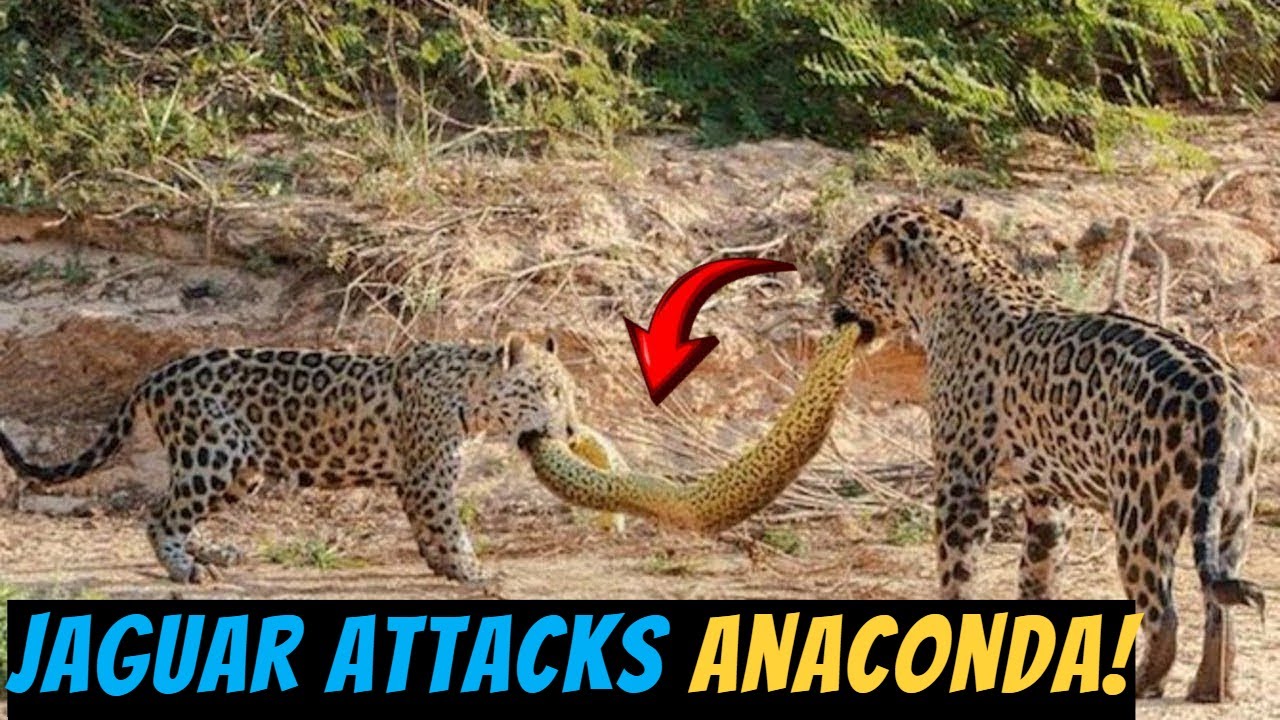 When The Jaguar Attacks The Anaconda - YouTube