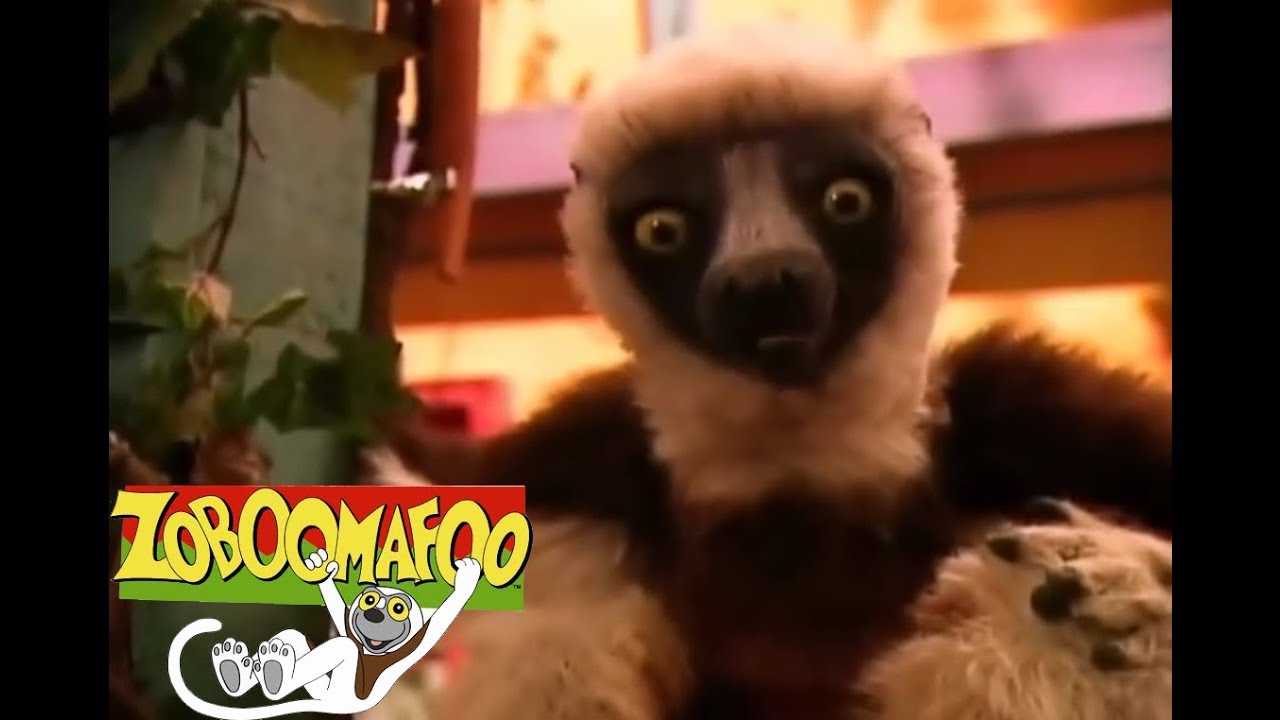🐒 Zoboomafoo Latino🐒 | Capítulo 1 - La Nariz Te Lo Dirá | - YouTube