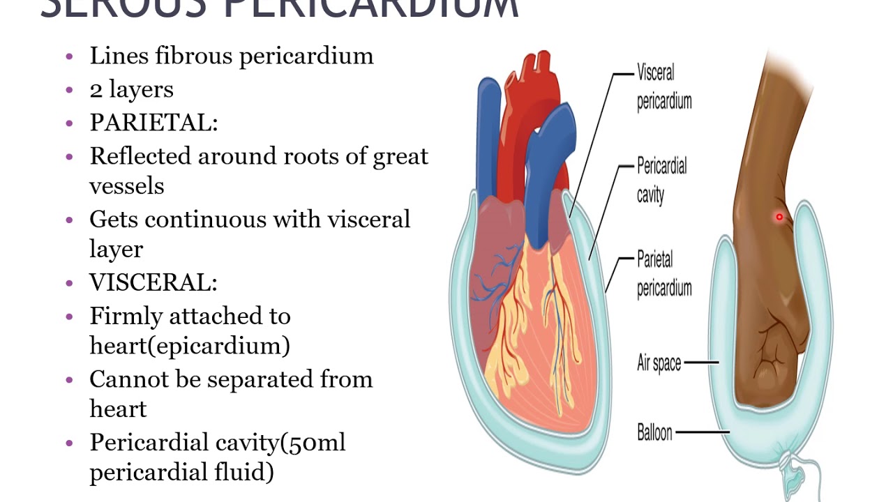pericardium - YouTube