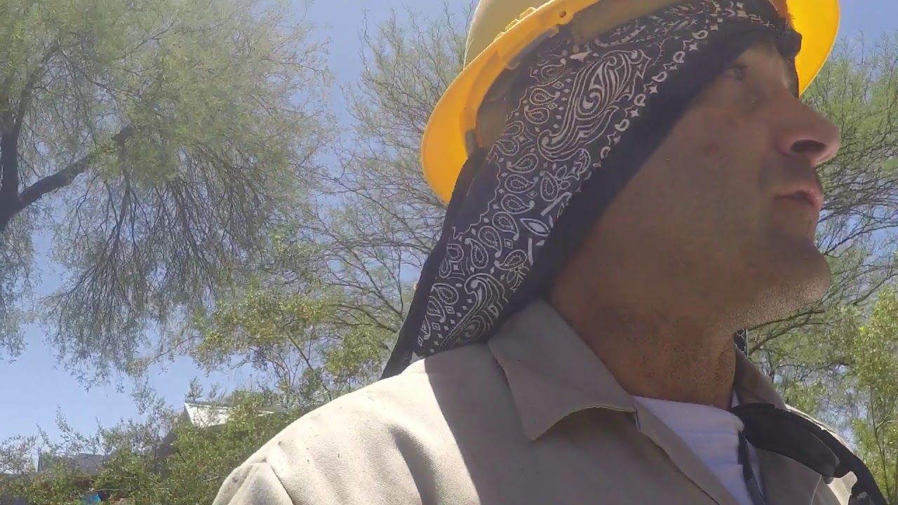 Arborist Advice: Why Lower Branches are so Important - YouTube