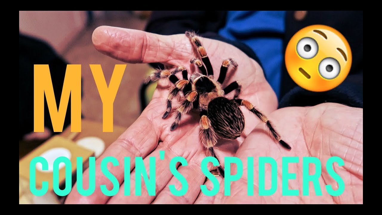 My Cousins Spiders - YouTube