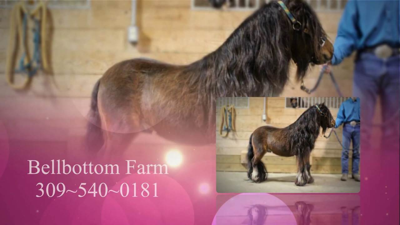 Miniature Gypsy Cobs - YouTube