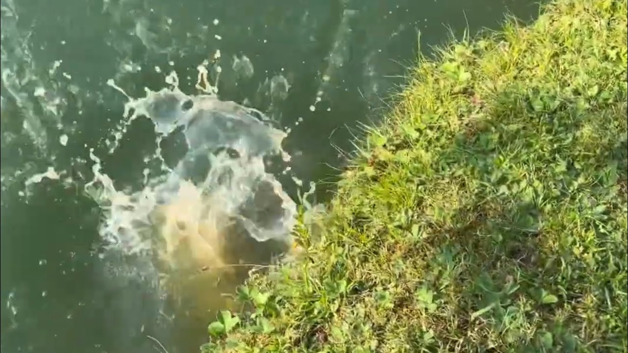 Astonishing Backflip Acrobatics By CRAZY Snapping Turtle!! - YouTube