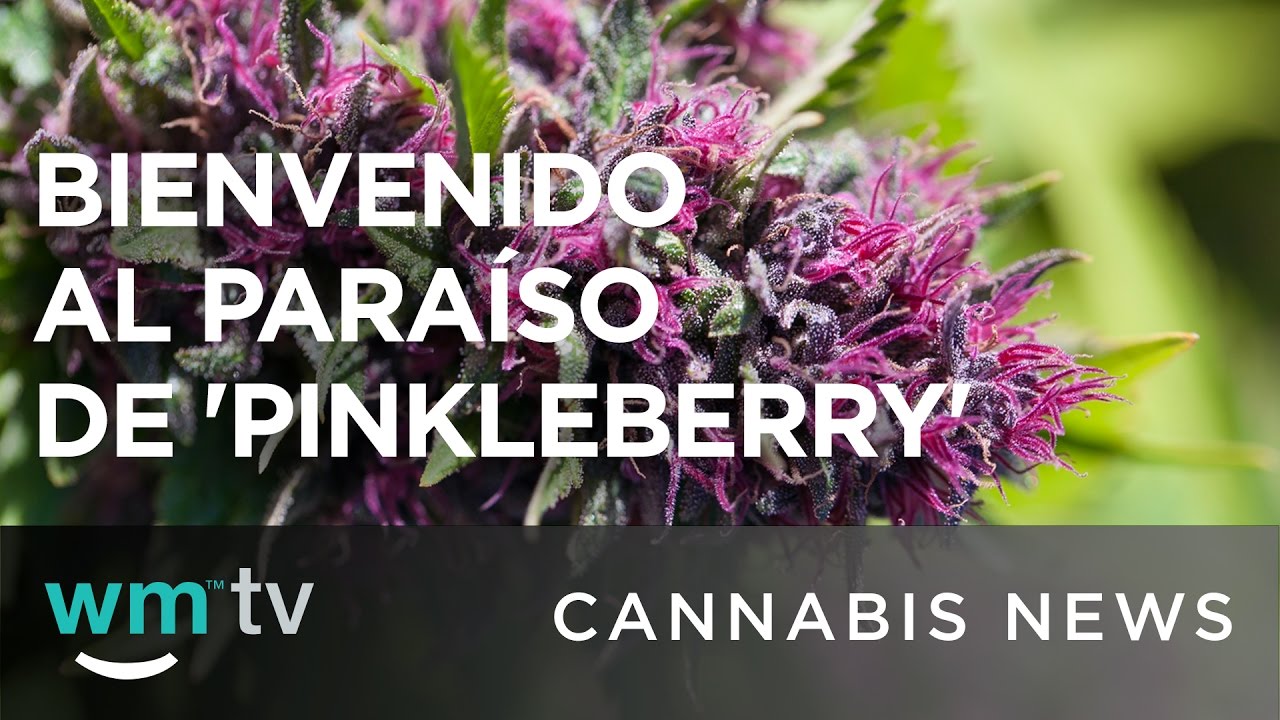 El paraíso de Pinkleberry - YouTube