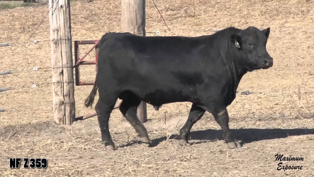 Nichols Bull NF Z 359 - YouTube