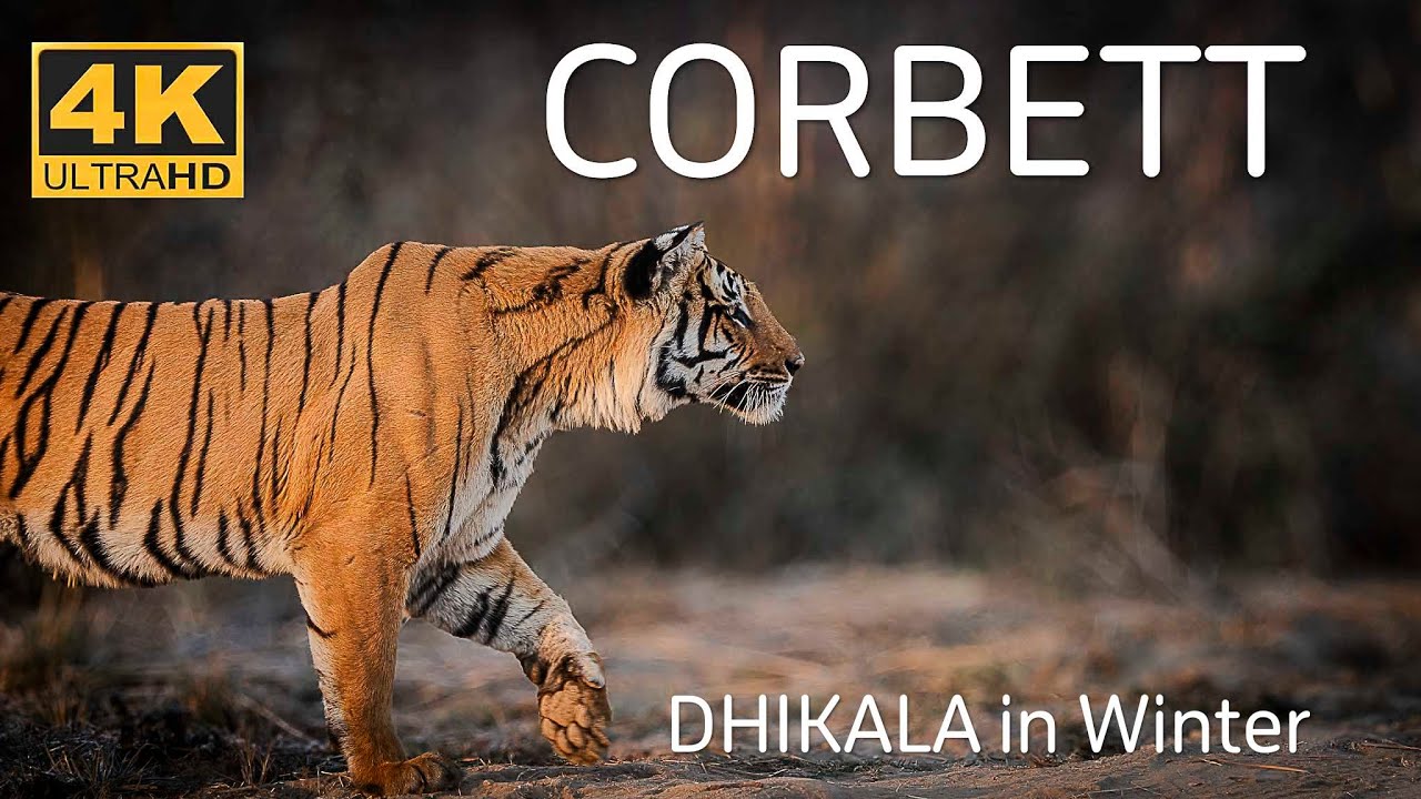 Tigers in the Mist: A Magical Winter Safari in Corbett Dhikala - YouTube