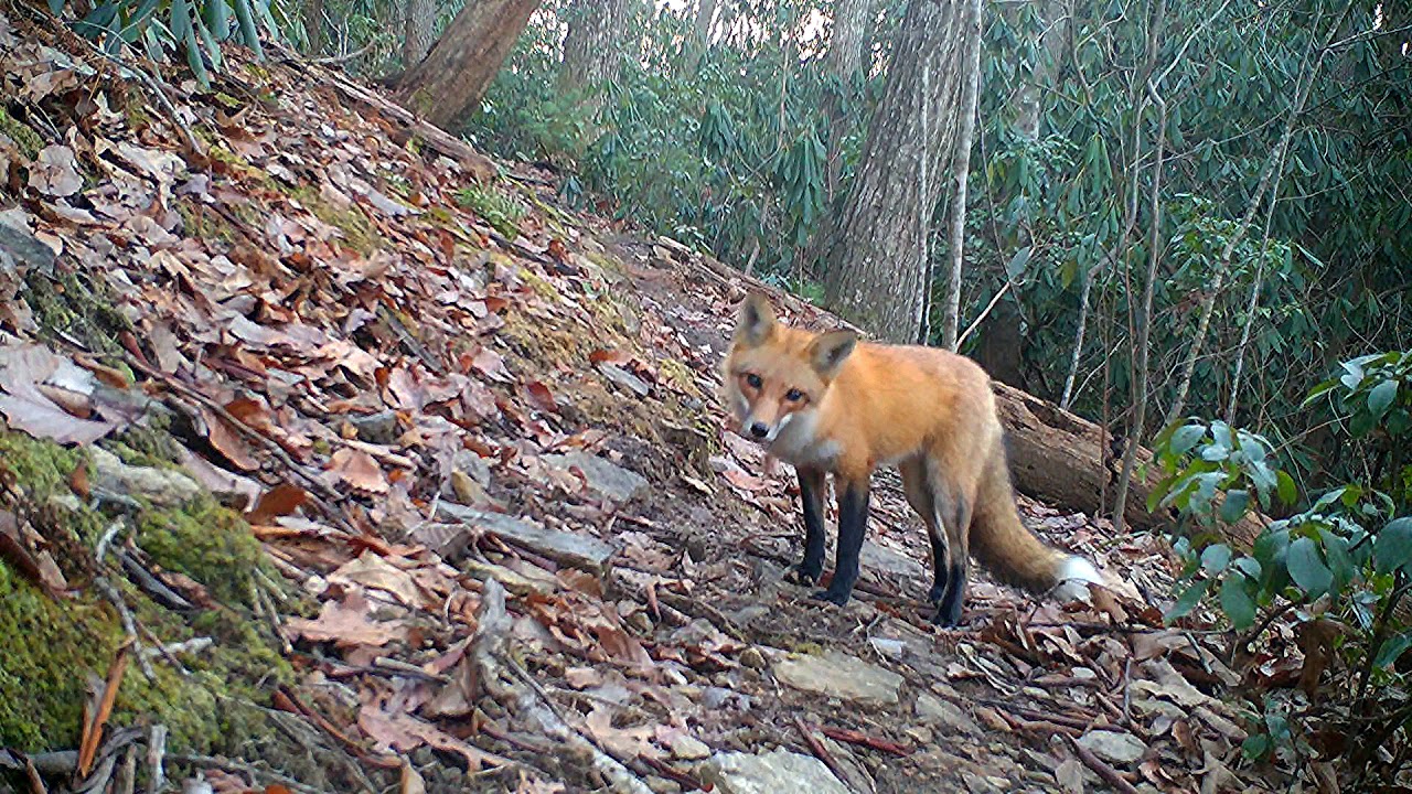 Red fox watching her new mate explore the surroundings. - YouTube