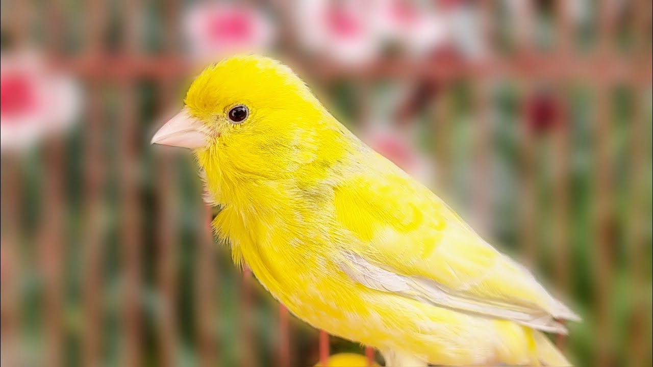Beautiful Yellow Canary Powerful Song For Training Canaries - YouTube