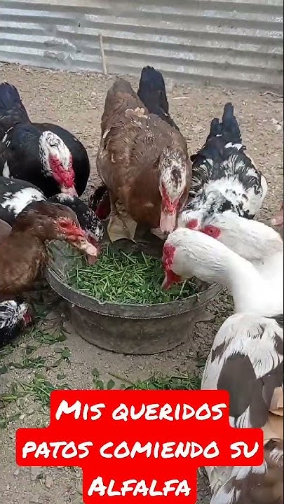patos de raza mejorada - YouTube