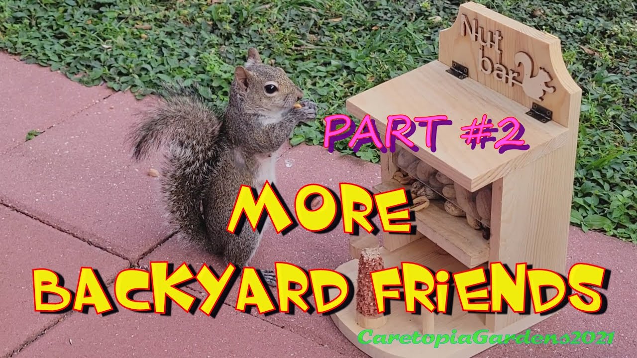A few more of our backyard friends pt 2 - YouTube