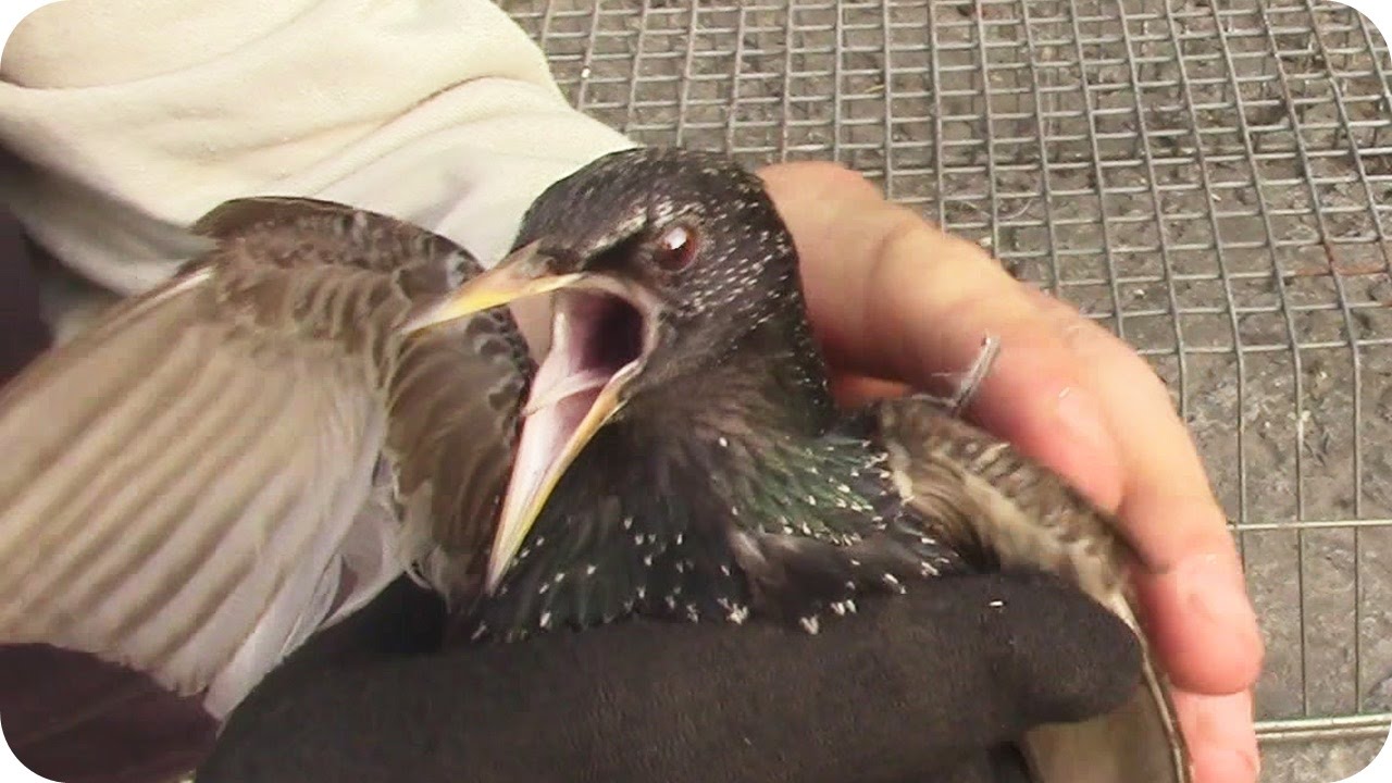 How to catch a Bird / A trap from a box. - YouTube