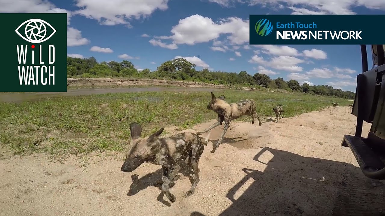Clumsy wild dog face-plants into riverbed - YouTube