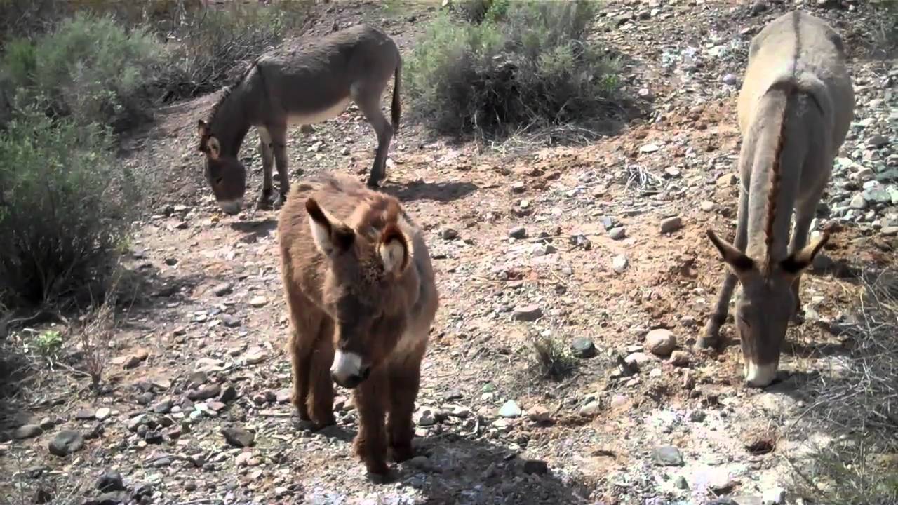 Wild burros Parker Arizona - YouTube
