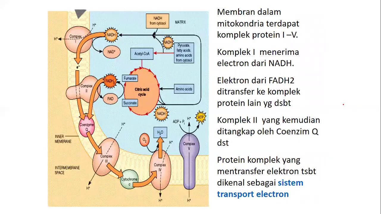 Resume Metabolisme Karbohidrat Lengkap - YouTube
