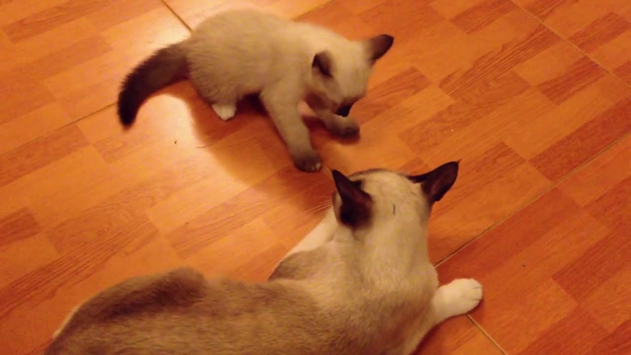 Funny Cats and Cute Kittens Playing Compilation for laugh ! - YouTube