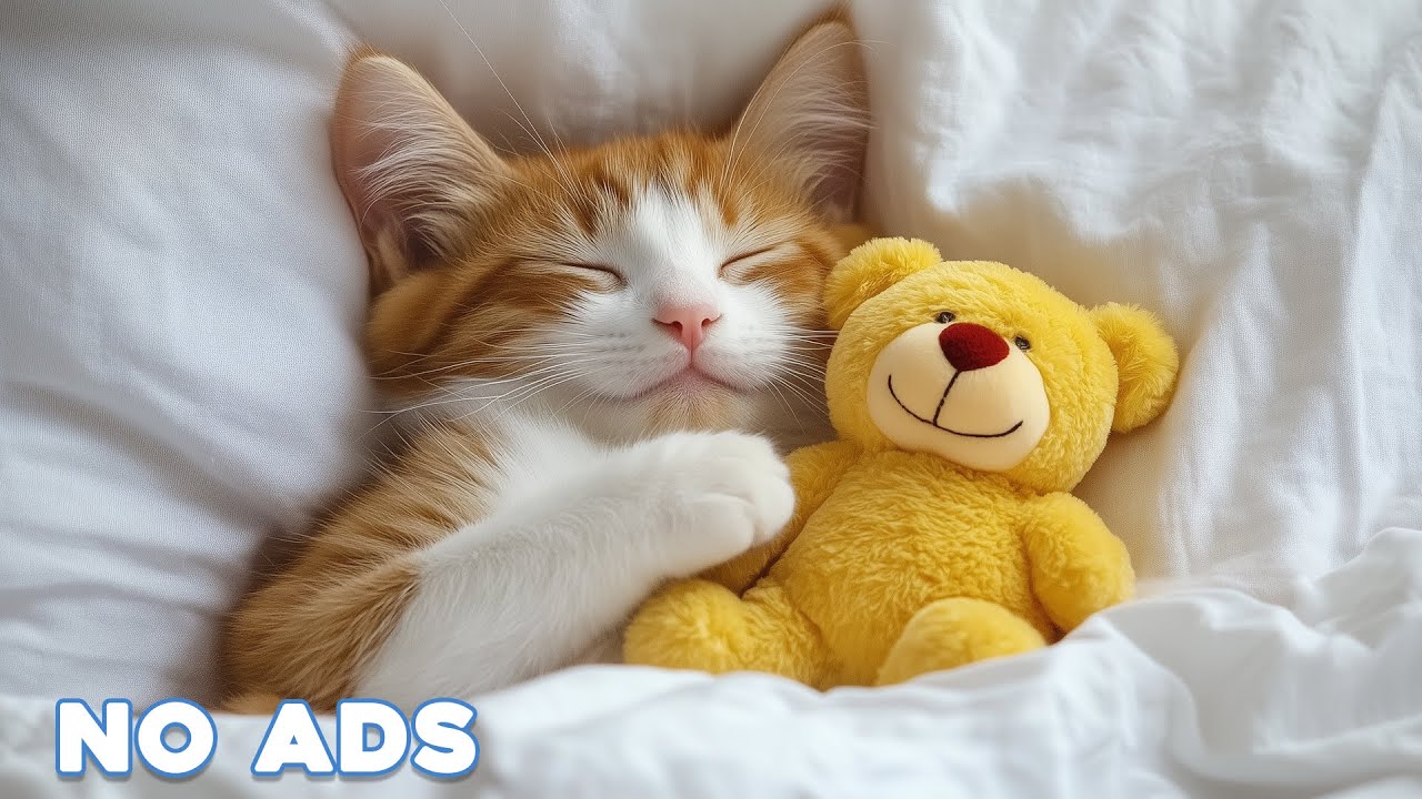 🔴[LIVE] Of Music For Cat to Fall Into Deep Sleep🐈Stress Relief♬ Heal ...