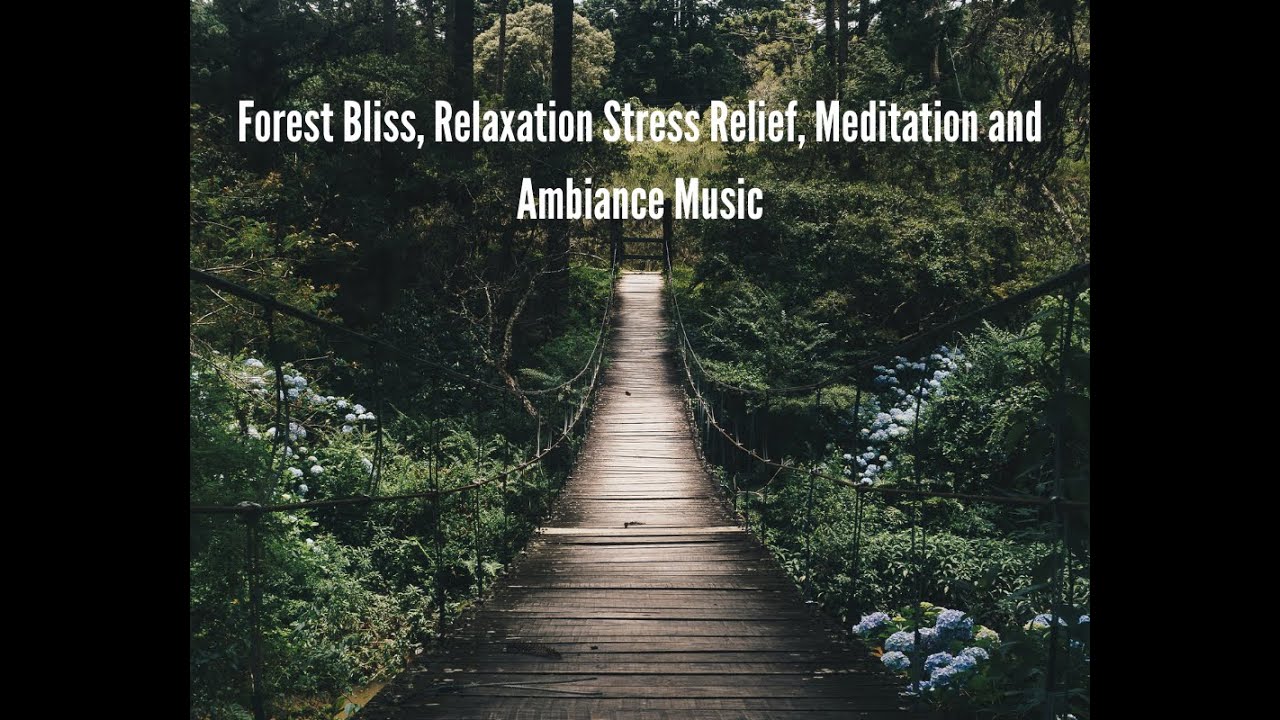 Forest Bliss, Relaxation Stress Relief Meditation and Ambiance Music ...