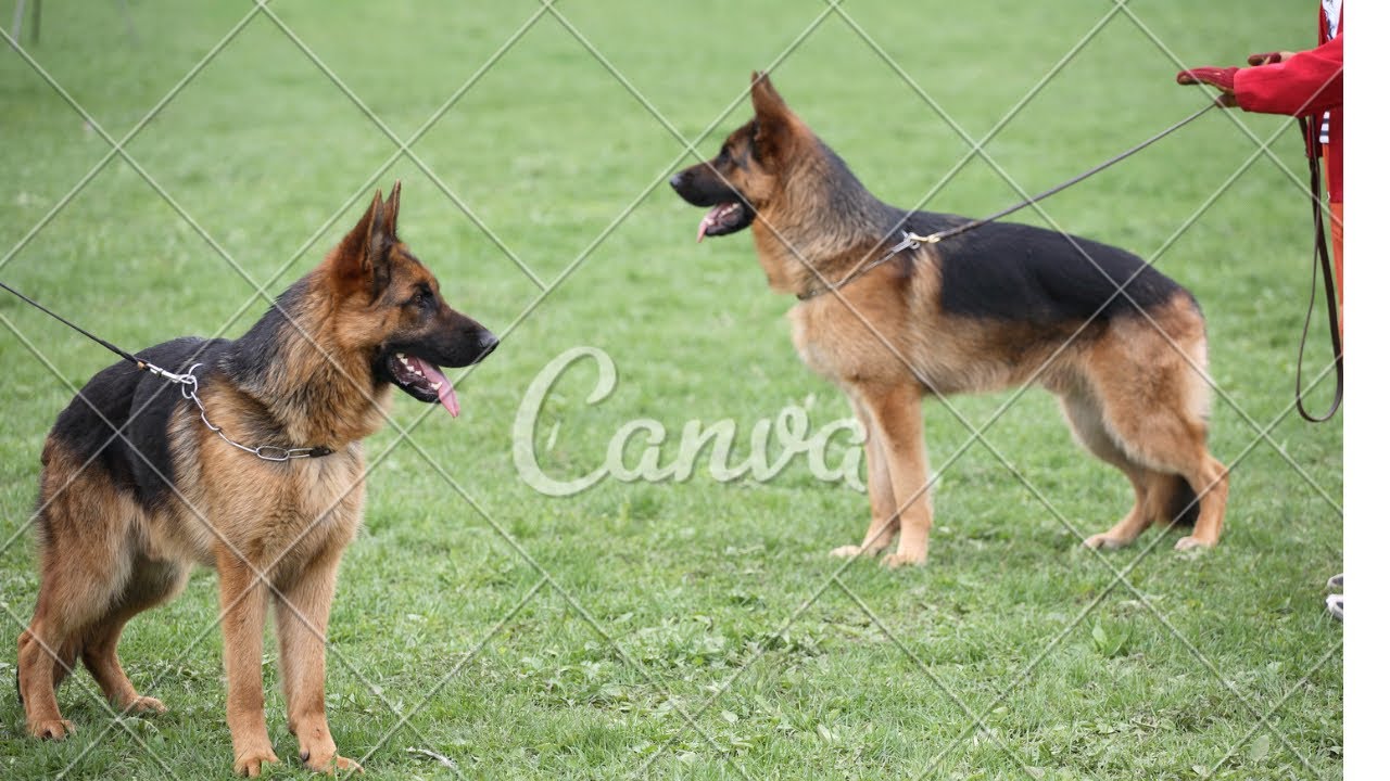 Show quality, German Shepherd dog - YouTube