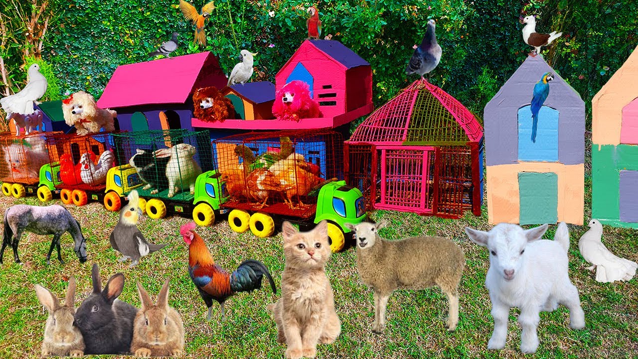 Ducks, Cat, Animals, Truck, Dogs, Goat, Cows, Camel, Pigeons, Elephant ...