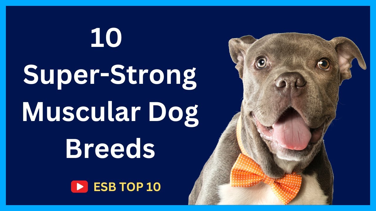 10 Super Strong Muscular Dog Breeds | ESB TOP 10 #dogbreeds # ...