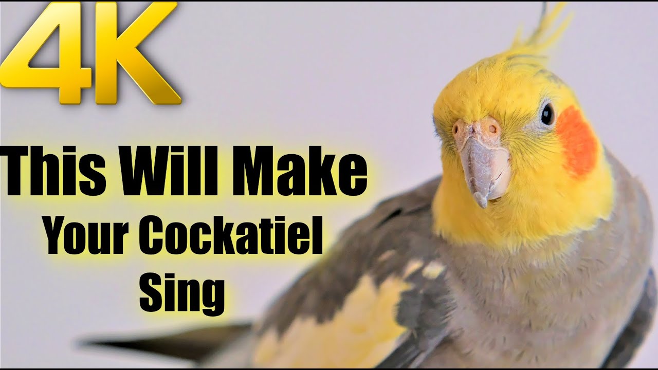 This Will Make Your Cockatiel Sing-Cockatiel Singing 4k UHD 60fps - YouTube
