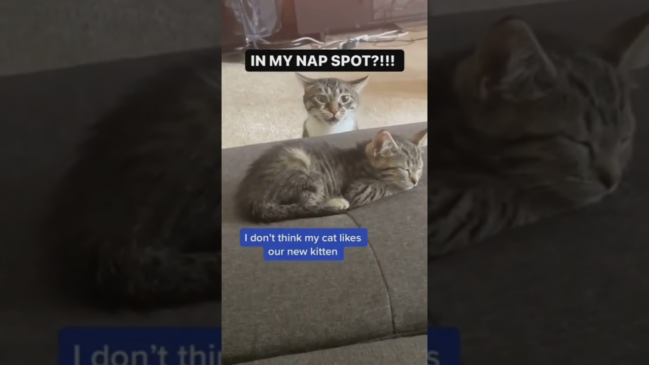 Funny😹 And Cute😻 Cat Videos Compilation Episode 3 🐾 Youtube